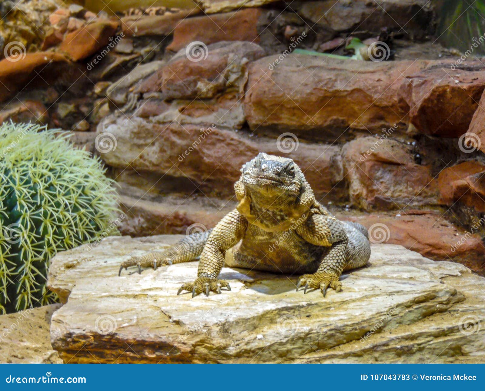 Lazy lizard stock image. Image of rock, lazy, lizards - 107043783