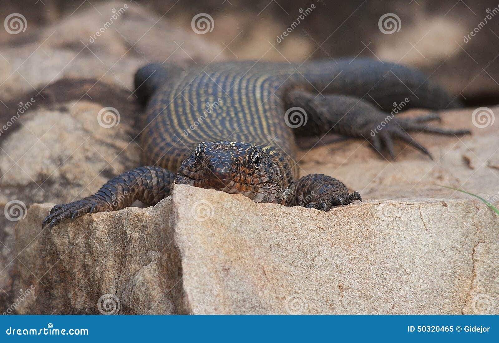 Lazy Lizard Sunning on a Rock Stock Image - Image of south, lazy: 50320465