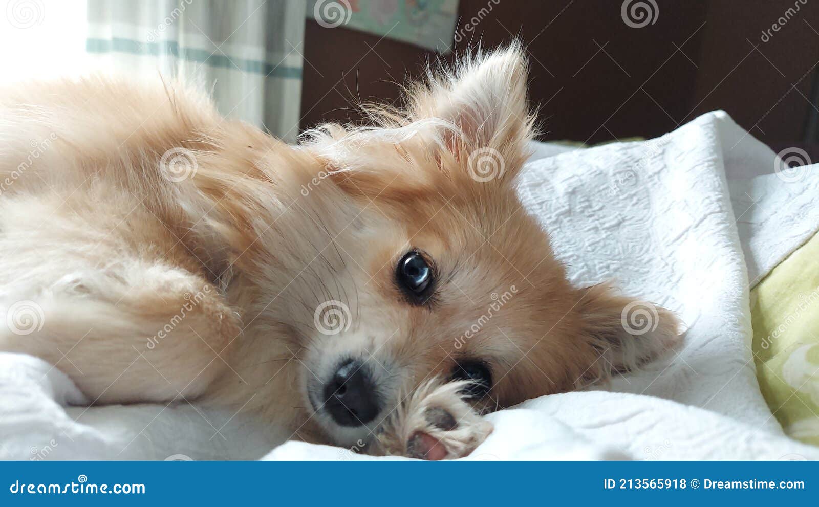 Lazy Mini Pomeranian Puppy Stock Photos - Free & Royalty-Free Stock ...