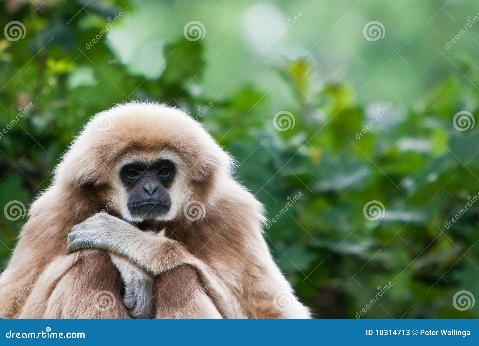 Lazy monkey stock image. Image of lazy, animal, primate - 10314713