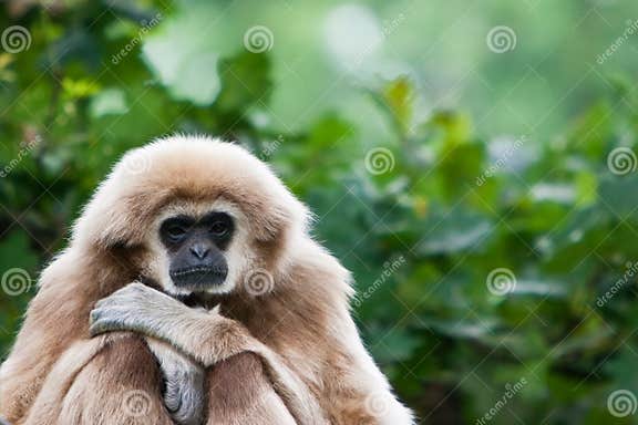 Lazy monkey stock image. Image of lazy, animal, primate - 10314713