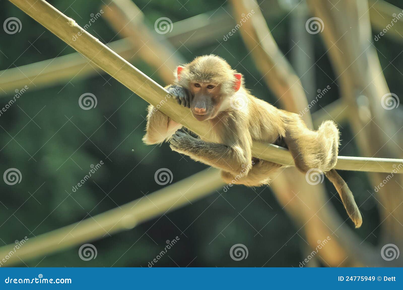 Lazy monkey stock image. Image of sunbathe, monkey, lazy - 24775949