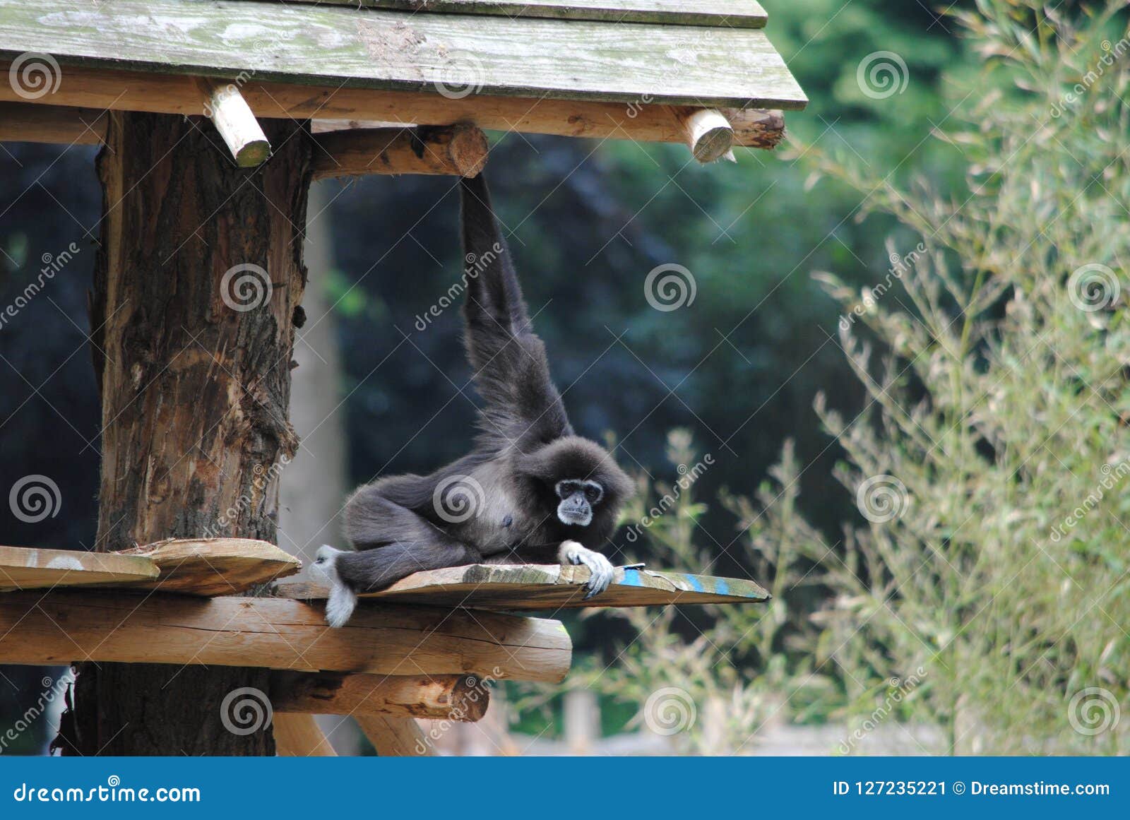 Lazy monkey stock image. Image of beautiful, monkey - 127235221