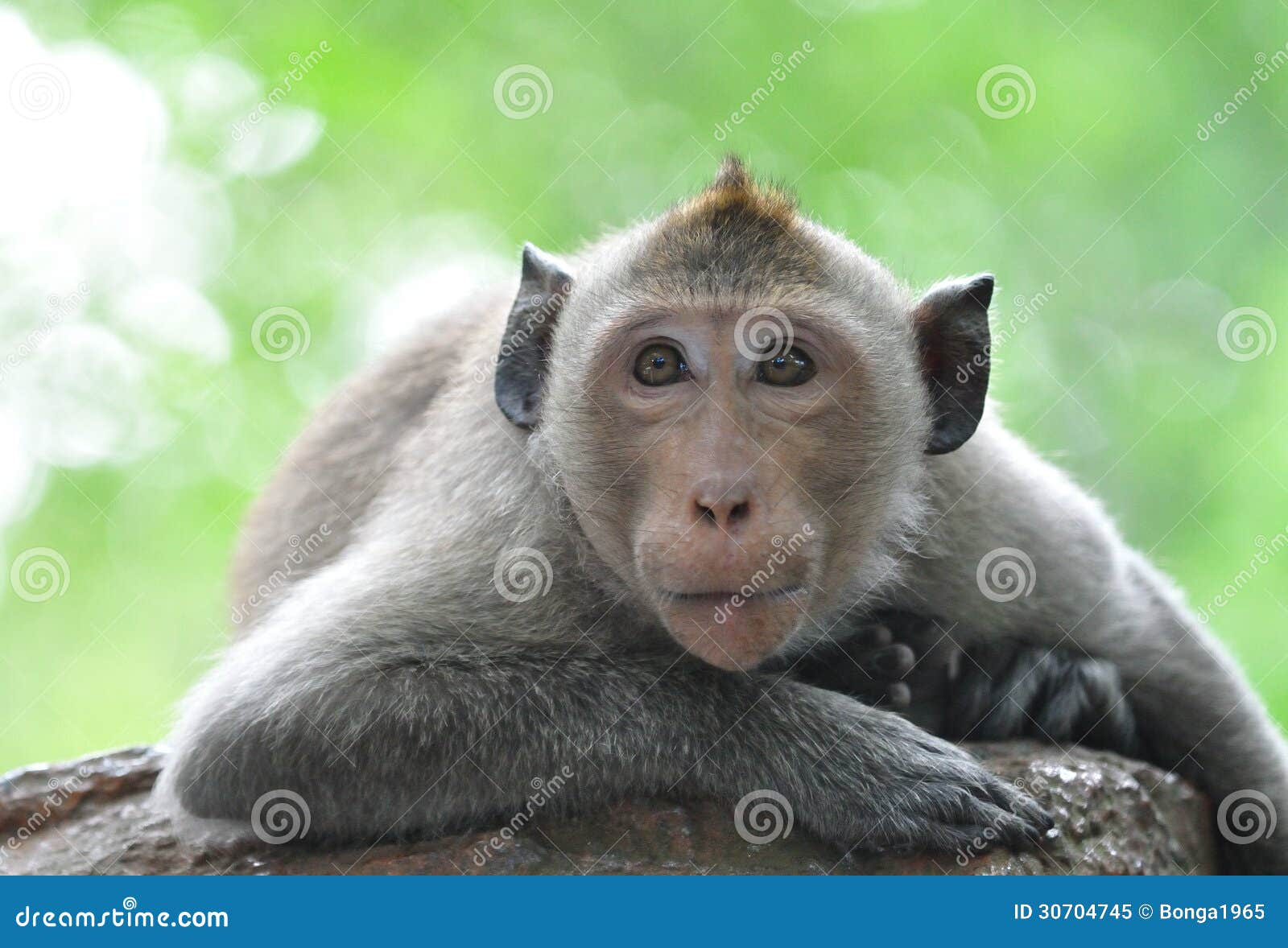 Lazy Monkey . Stock Photography | CartoonDealer.com #30704978