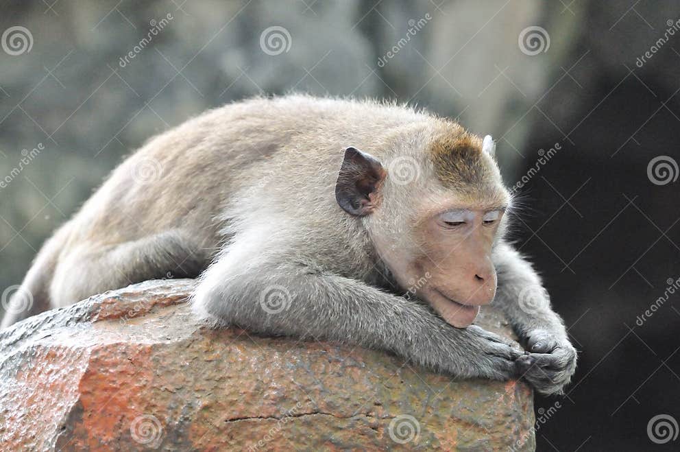Lazy monkey . stock image. Image of national, rest, costa - 30704869