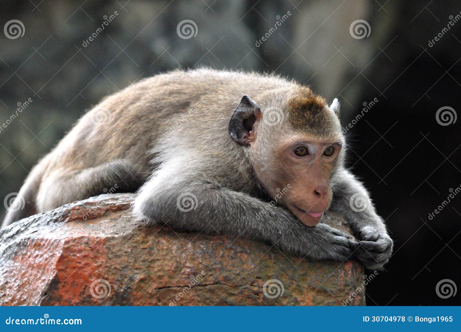 Lazy monkey . stock photo. Image of antonio, lounging - 30704978