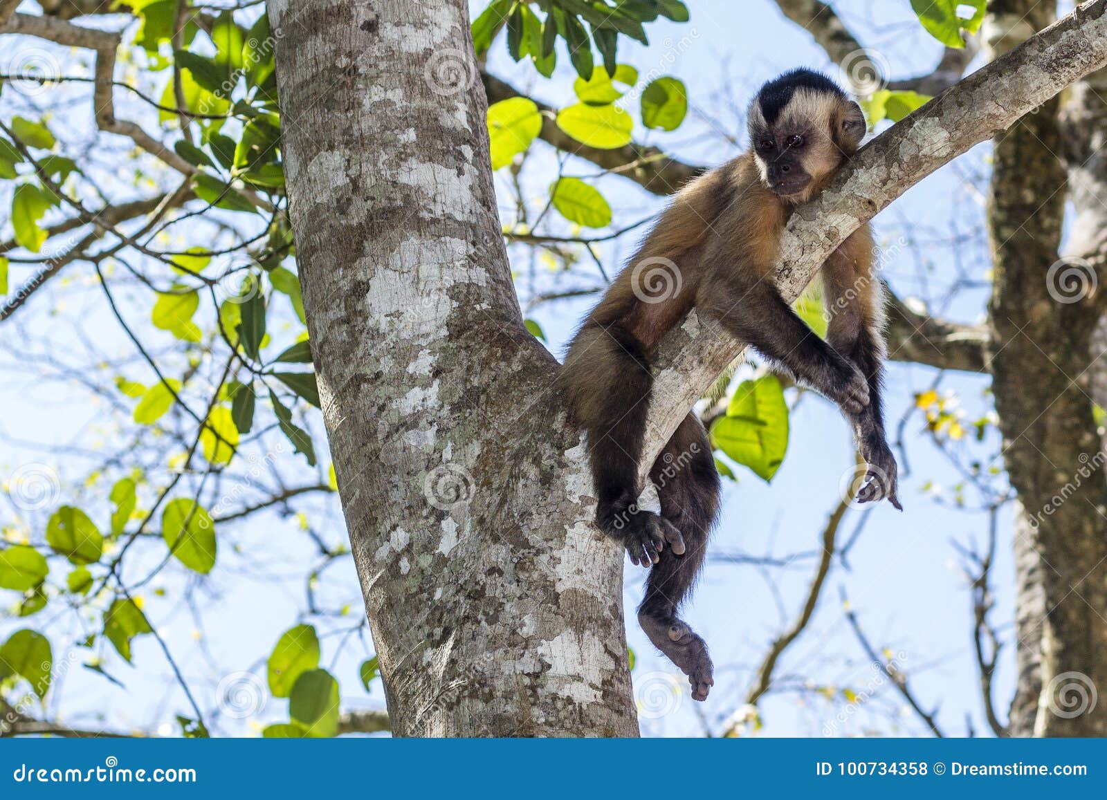 Lazy Monkey . Stock Photography | CartoonDealer.com #30704978
