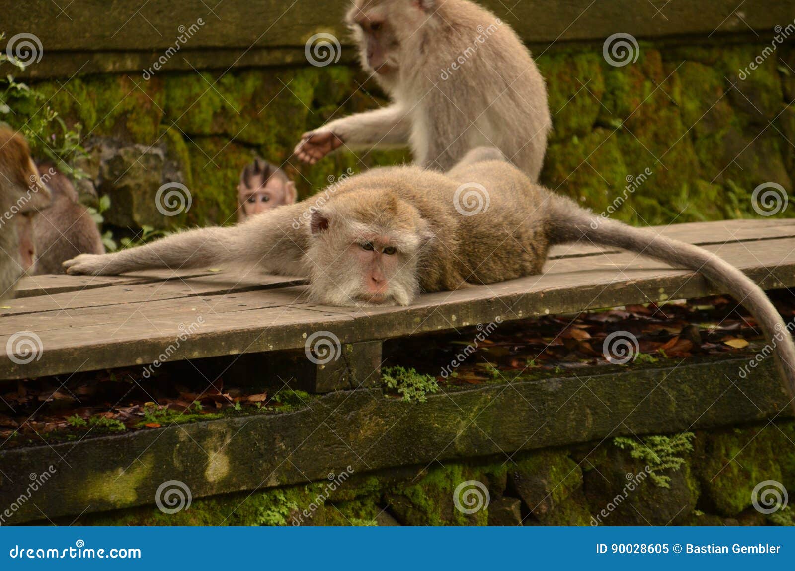 Lazy monkey stock image. Image of monkeys, animal, monkey - 90028605
