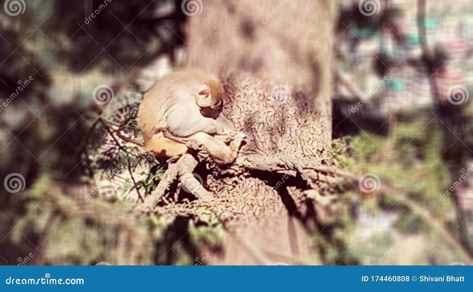 Lazy monkey on sprigs stock photo. Image of lazy, sprigs - 174460808
