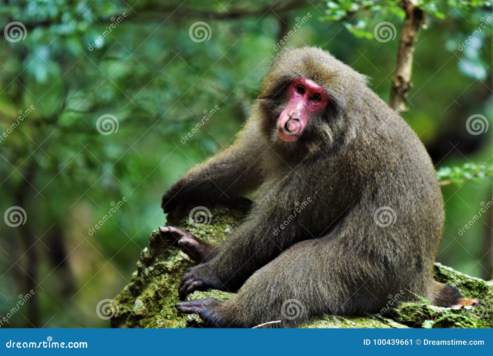 A Lazy Monkey stock image. Image of japan, forest, macaque - 100439661