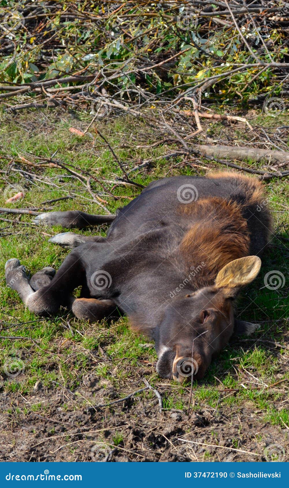 Lazy moose stock photo. Image of animal, deer, moose - 37472190