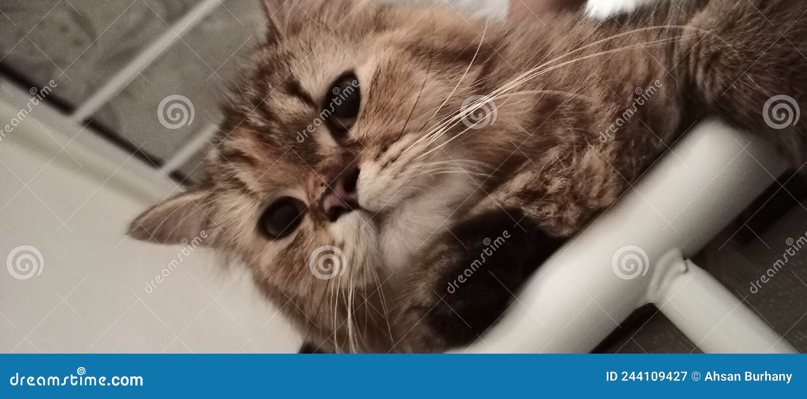 Lazy Nap Cat stock image. Image of mammal, whiskers - 244109427