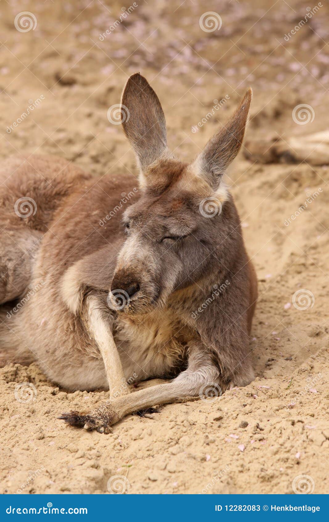 Lazy Old Kangaroo Laying in the Sand Stock Image - Image of brown, wild ...