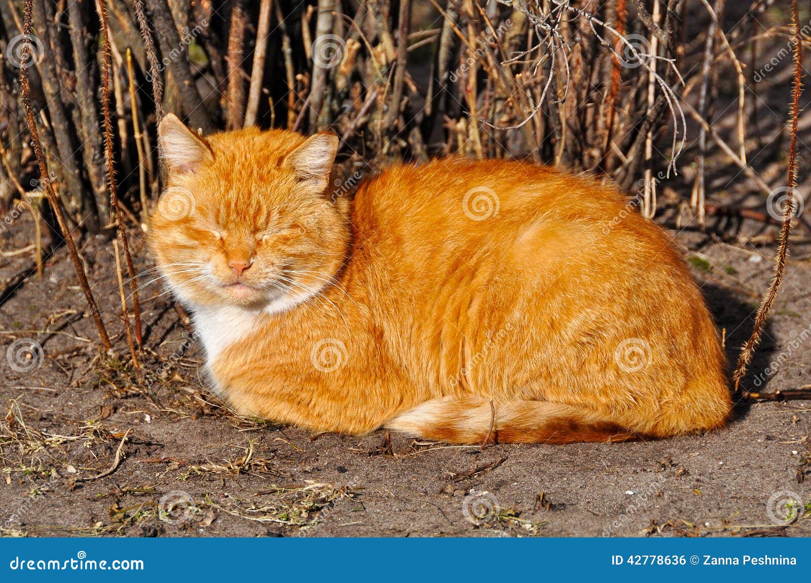 Lazy orange cat stock photo. Image of yellow, springtime - 42778636