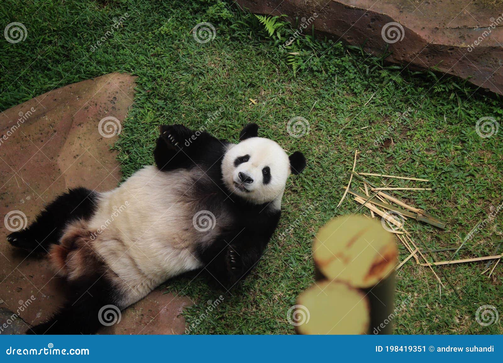 Lazy panda stock image. Image of lazy, panda, bear, laying - 198419351