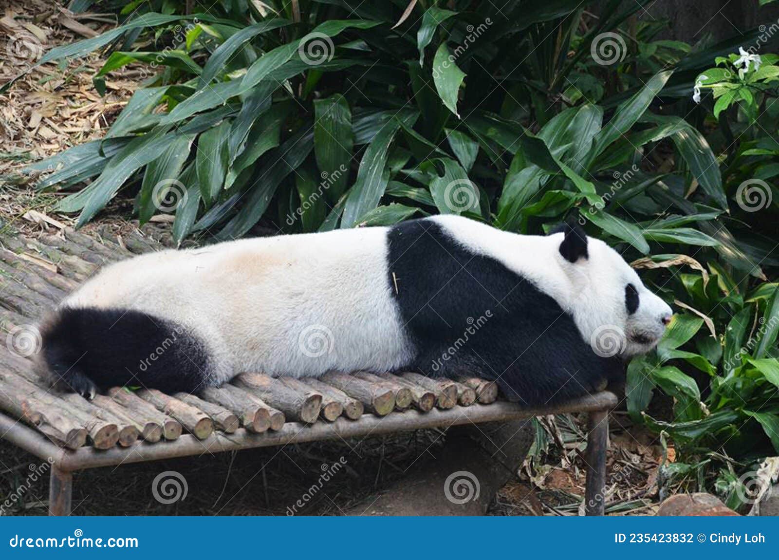 Lazy Panda stock photo. Image of panda, laying, tourist - 235423832