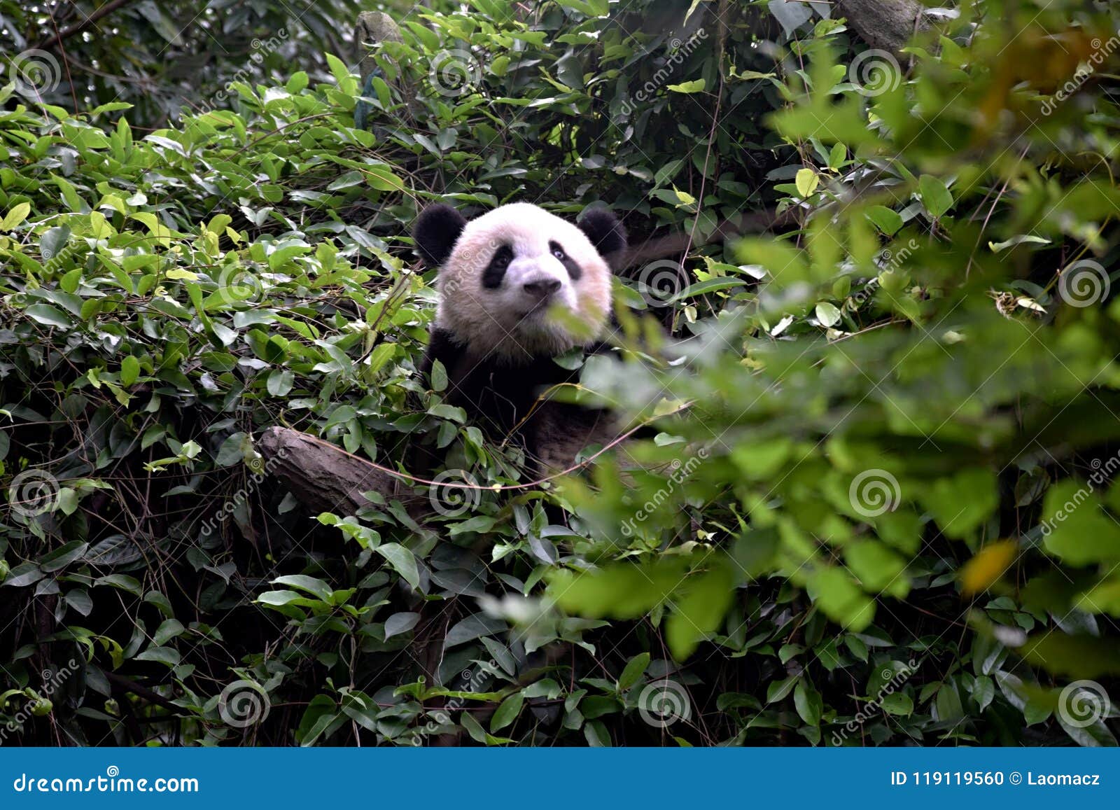 Giant Panda in the Nature Background. Stock Photo - Image of ailuropoda ...
