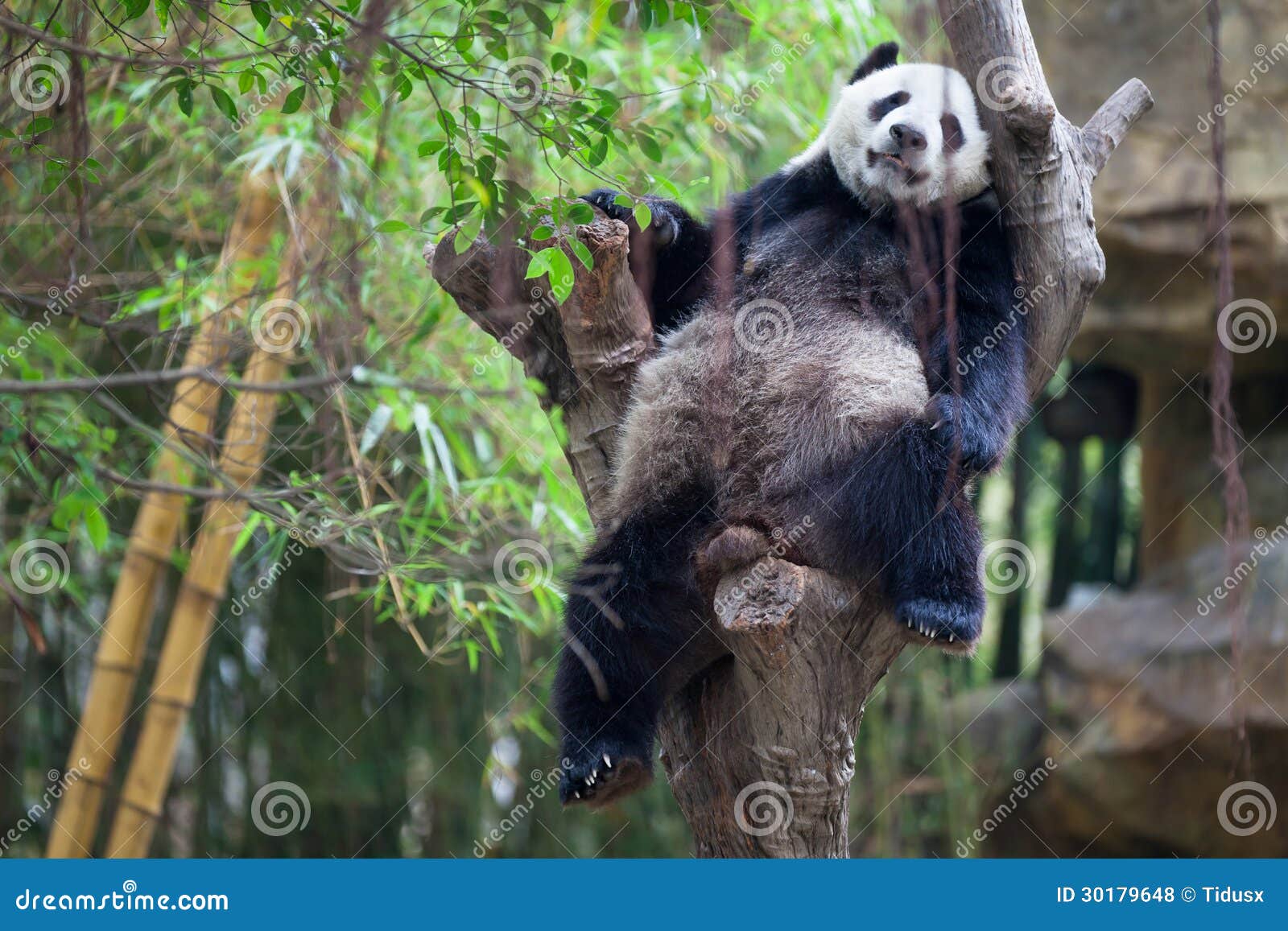 Lazy Panda stock photo. Image of sleepy, lazy, relax - 30179648