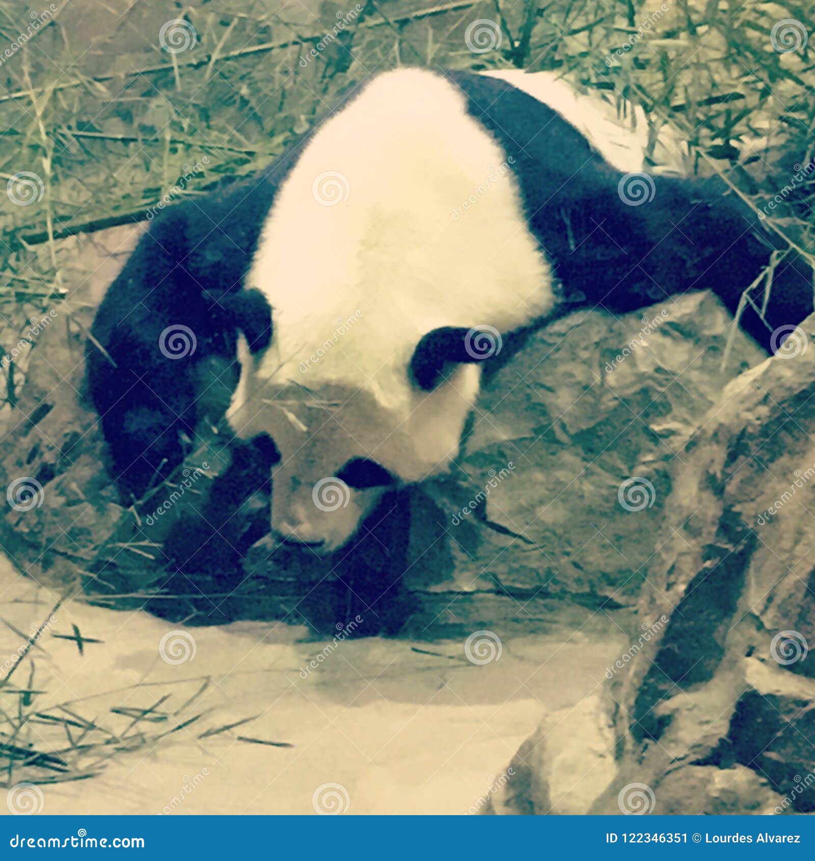 Lazy panda stock image. Image of panda, rock, sleeping - 122346351