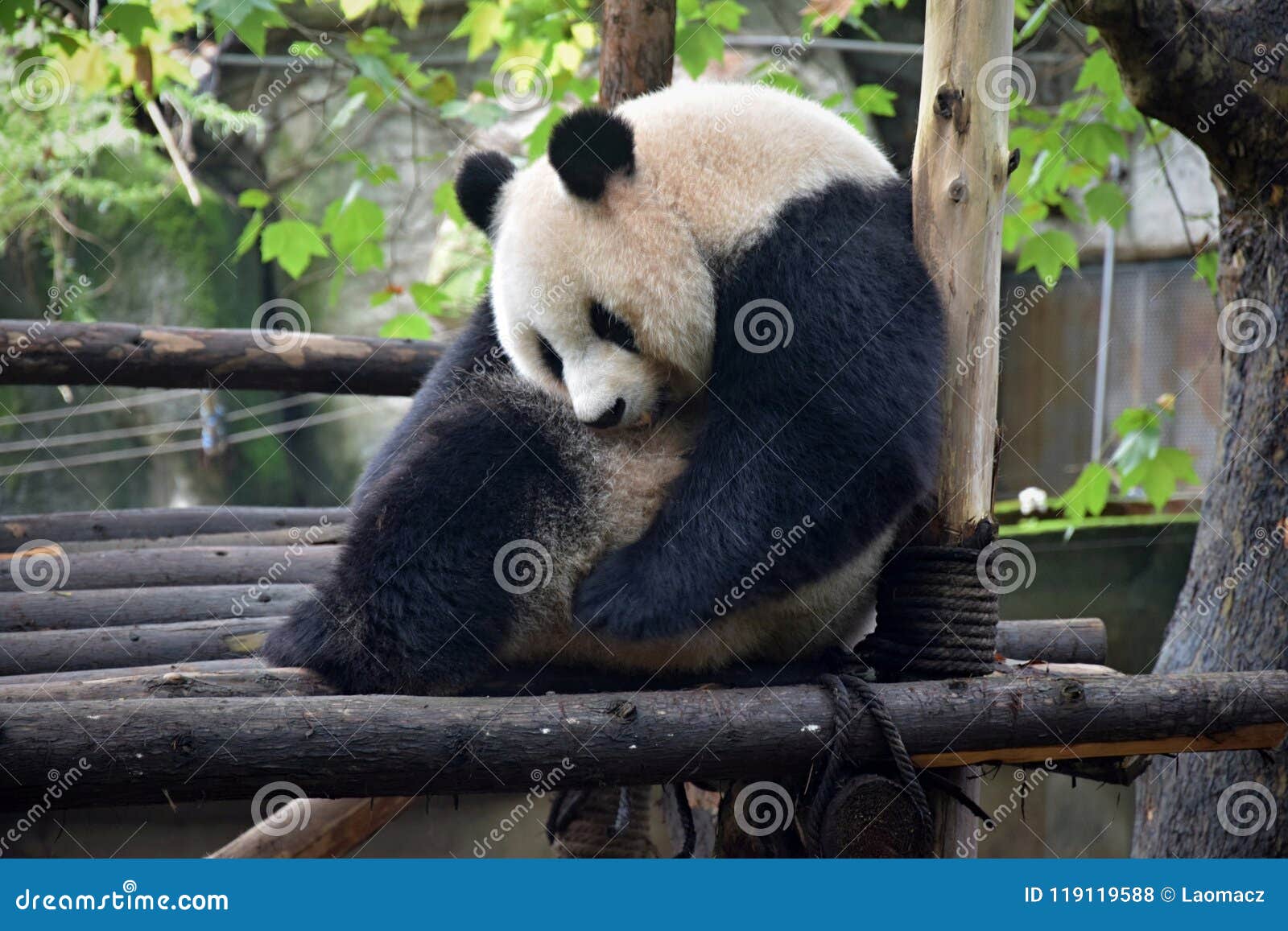 Giant Panda in the Nature Background. Stock Photo - Image of base ...