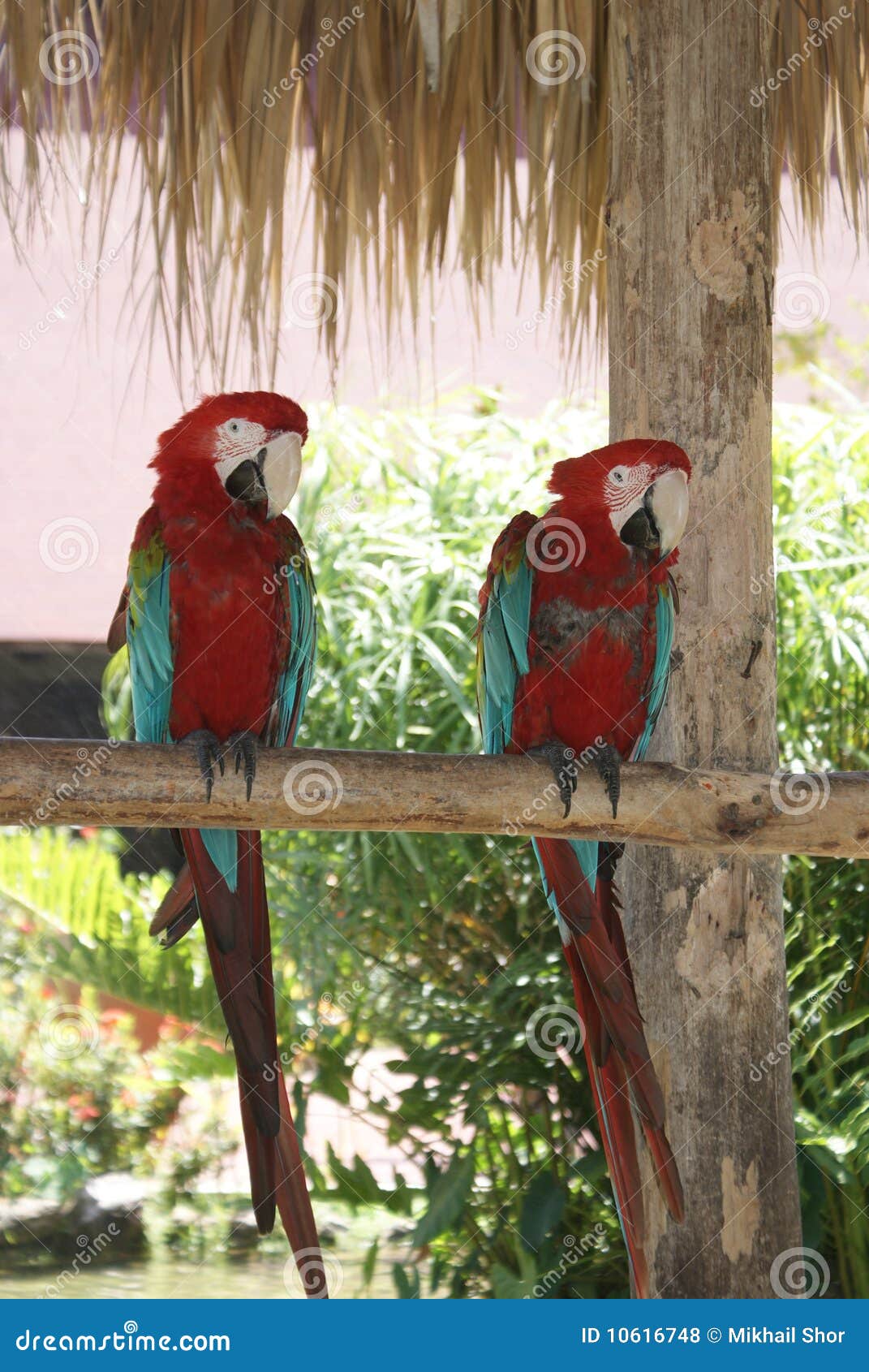 Lazy parrots stock photo. Image of sleepy, tropical, bird - 10616748