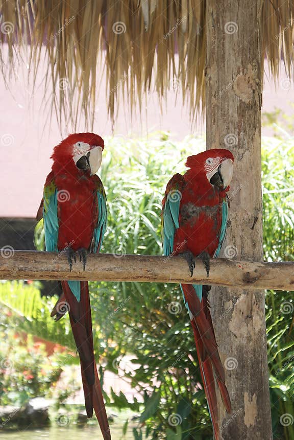 Lazy parrots stock photo. Image of sleepy, tropical, bird - 10616748