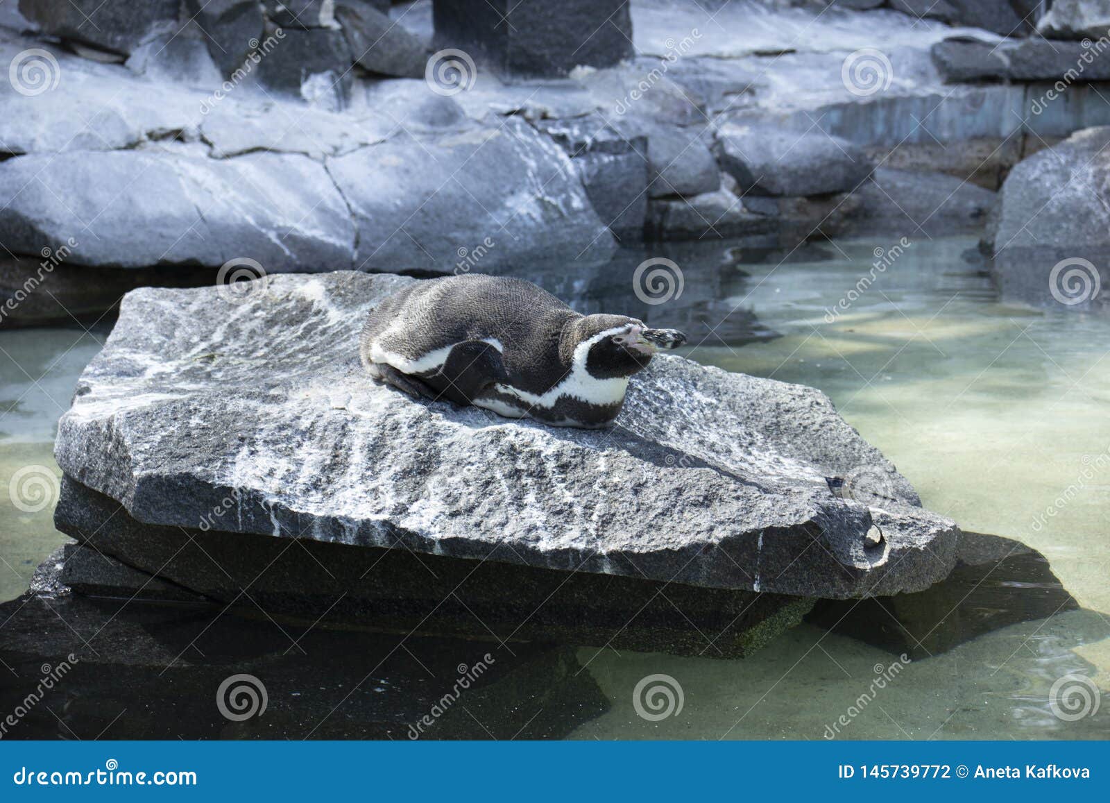Lazy penguin in the zoo stock photo. Image of dive, fauna - 145739772