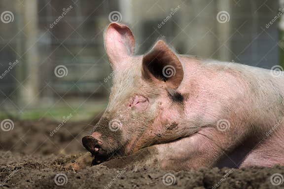 Lazy pig stock photo. Image of pork, dirt, farm, cattle - 20110138
