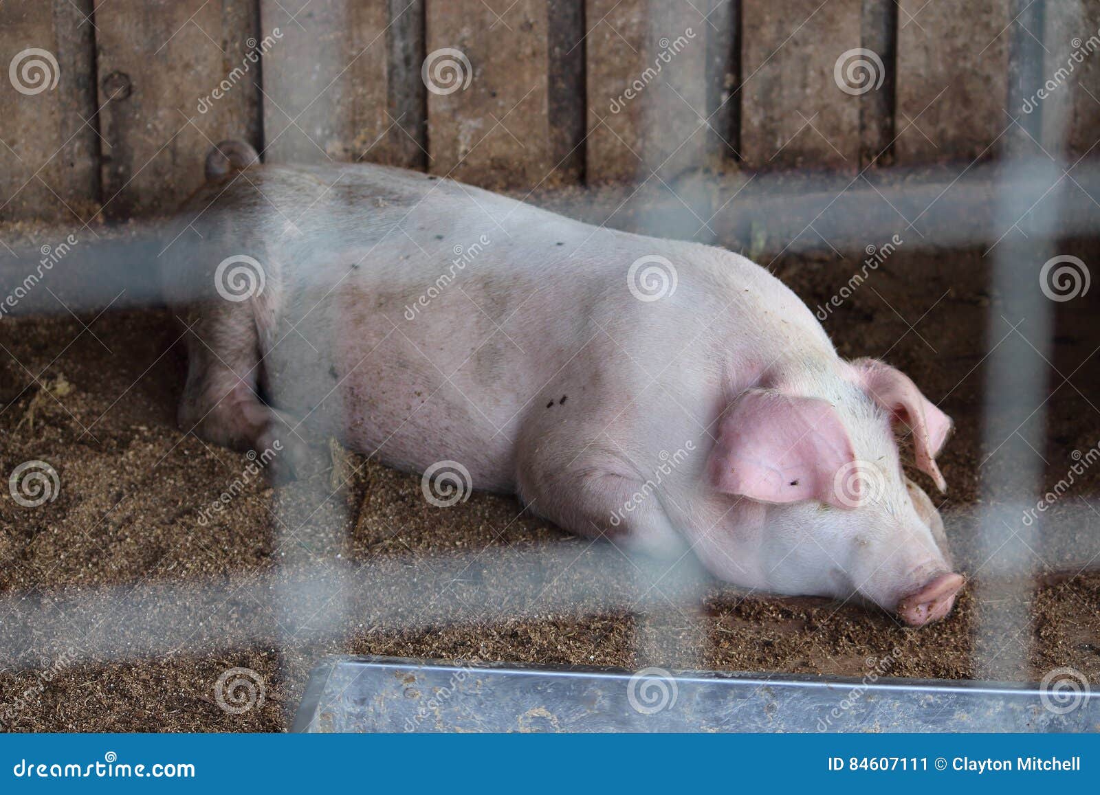A lazy pig in the barn stock image. Image of wooden, knot - 84607111