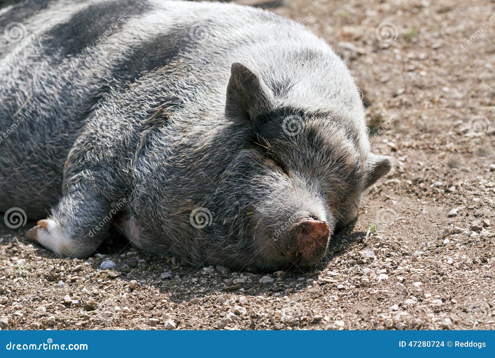 Lazy pig lying stock photo. Image of cute, closeup, dirty - 47280724