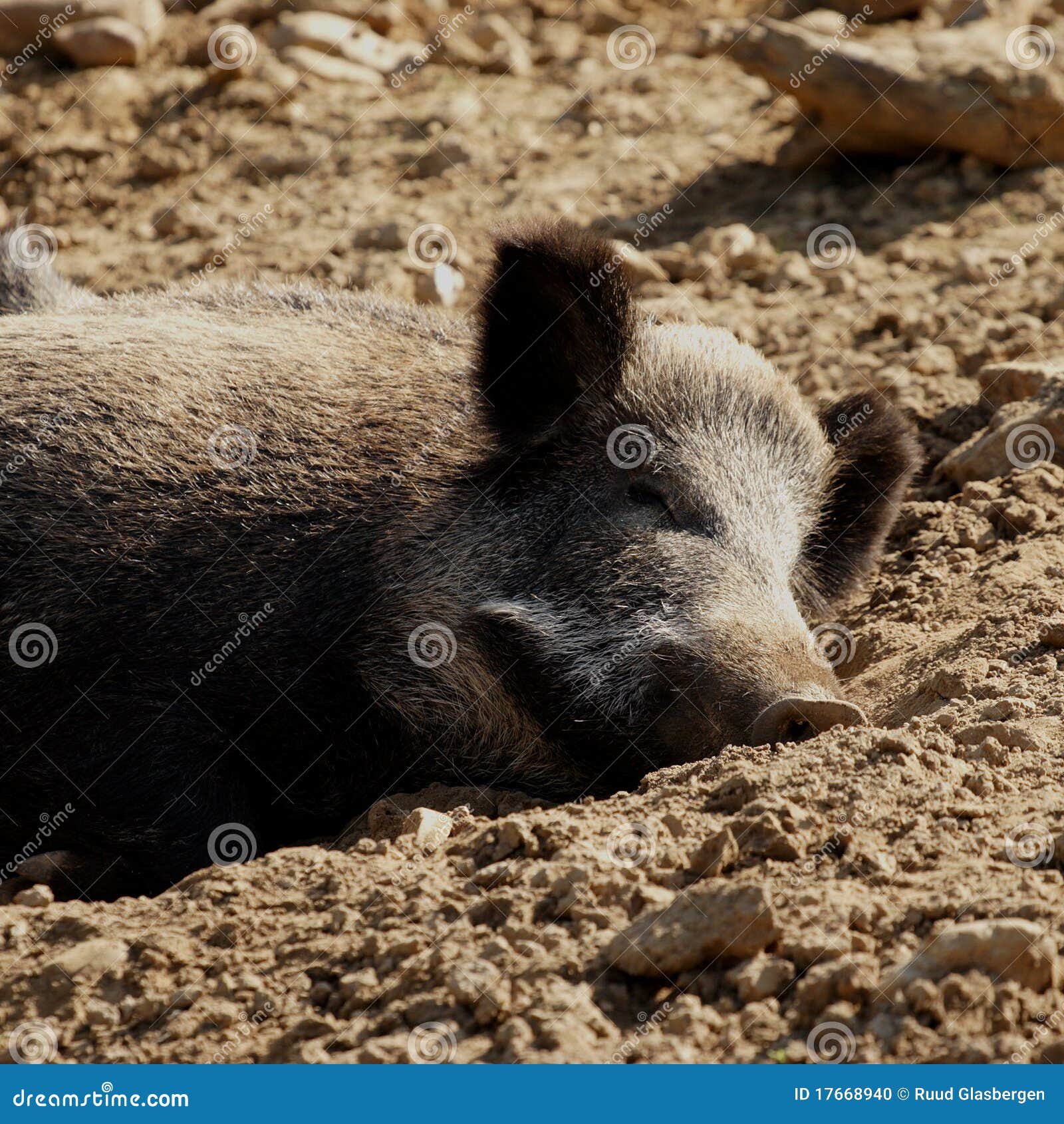 Lazy pig in organic farm stock photo. Image of lazy, sunny - 17668940