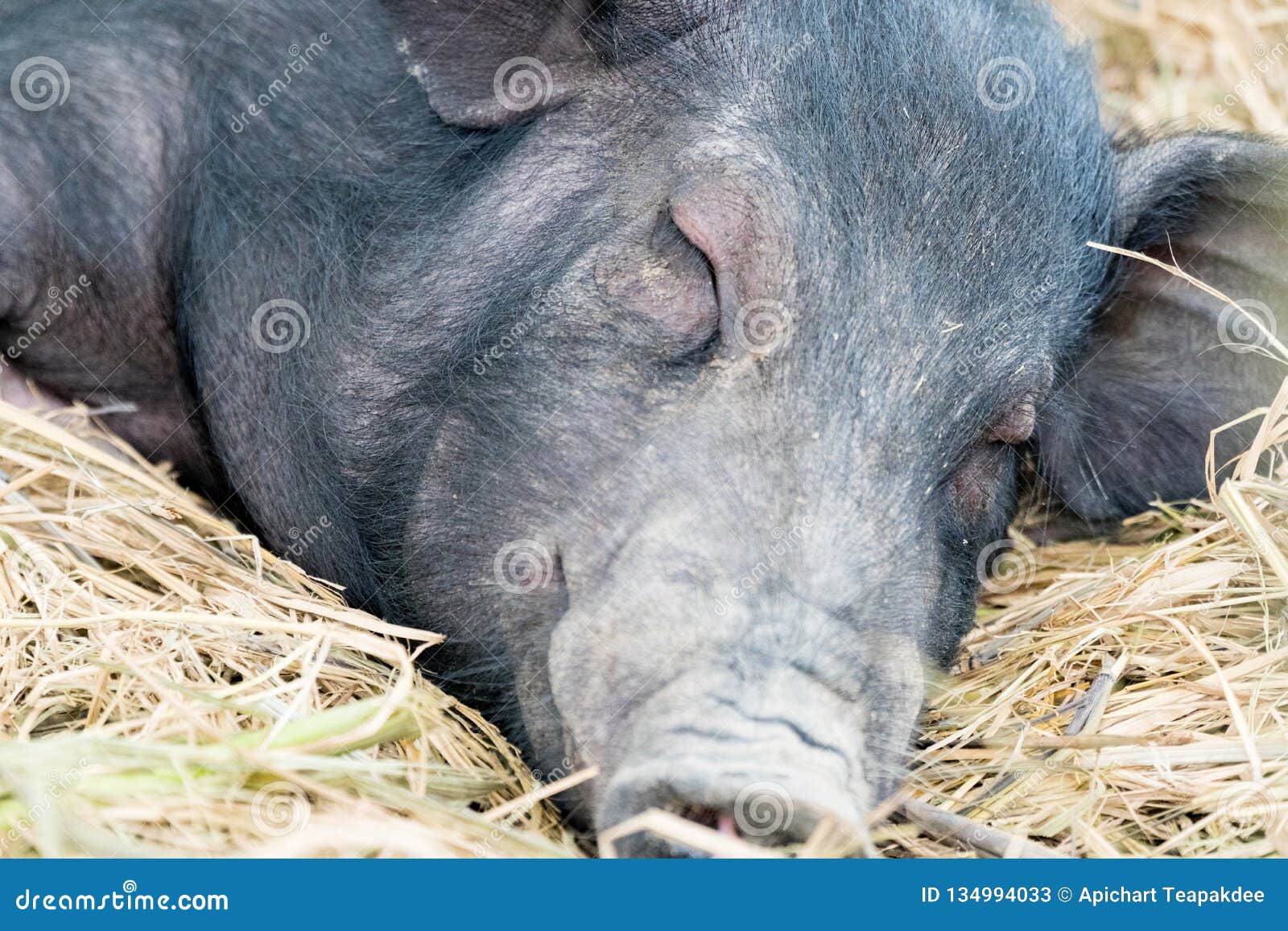 Lazy pig sleep stock image. Image of domestic, piglet - 134994033