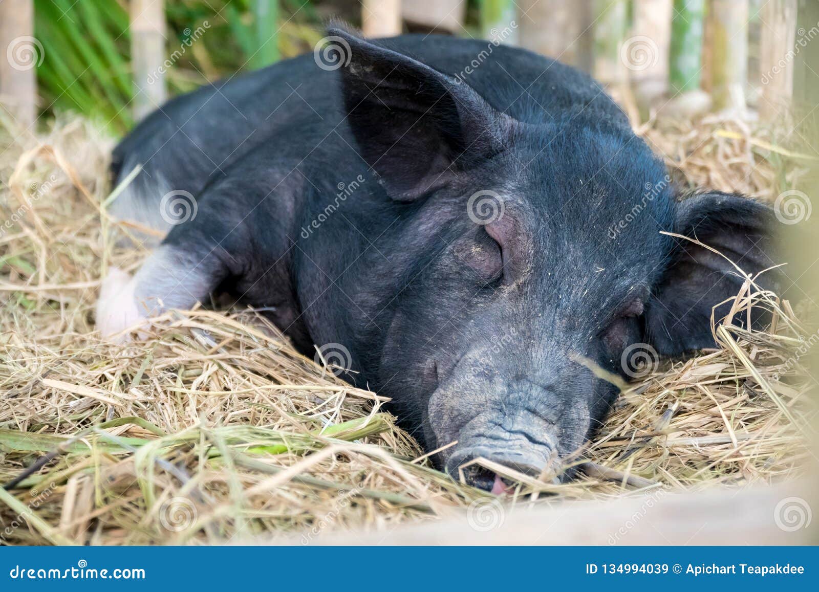 Lazy pig sleep stock image. Image of animal, sleep, mammal - 134994039