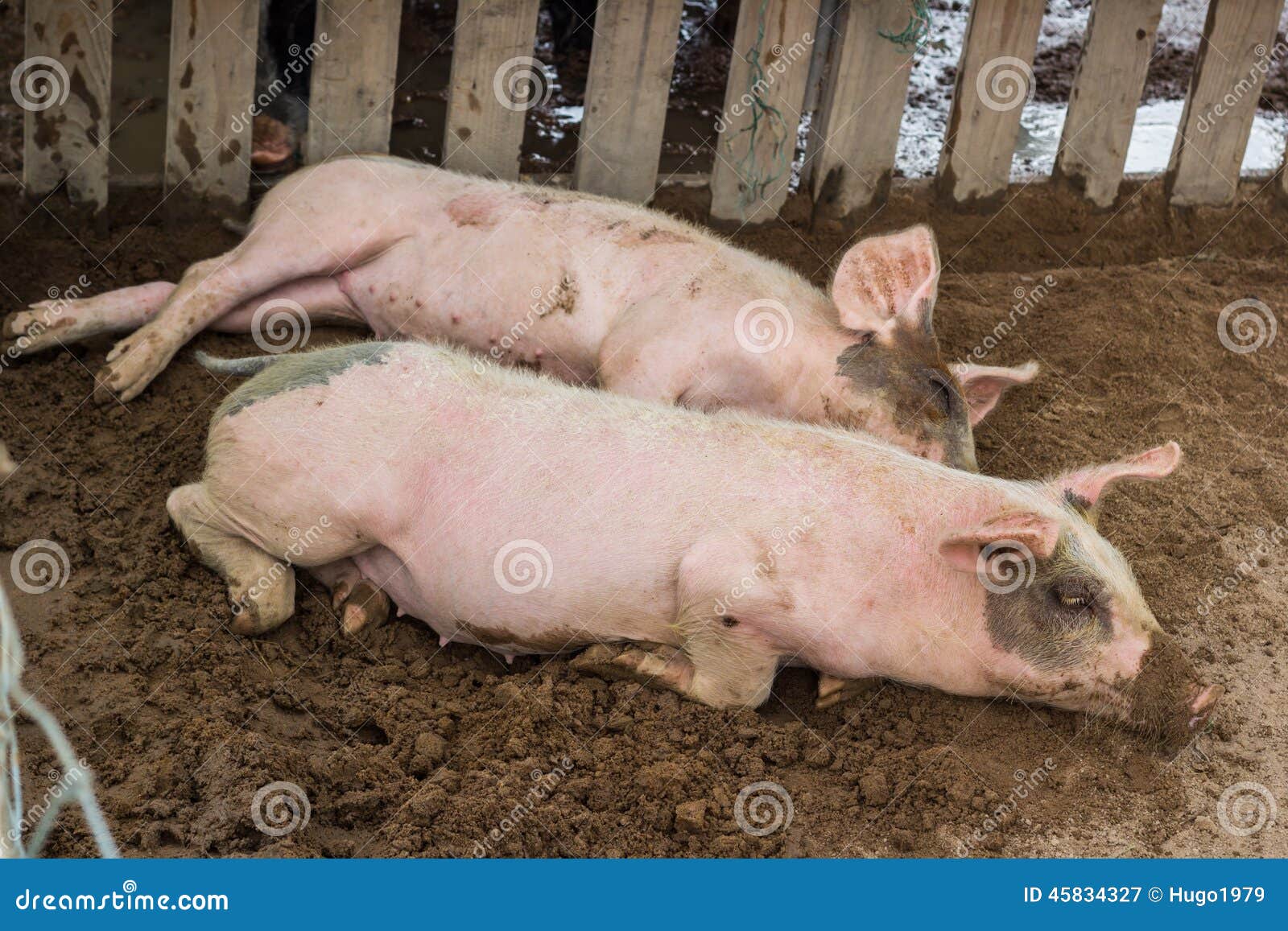 Lazy pig sleeping stock image. Image of mammal, pink - 45834327