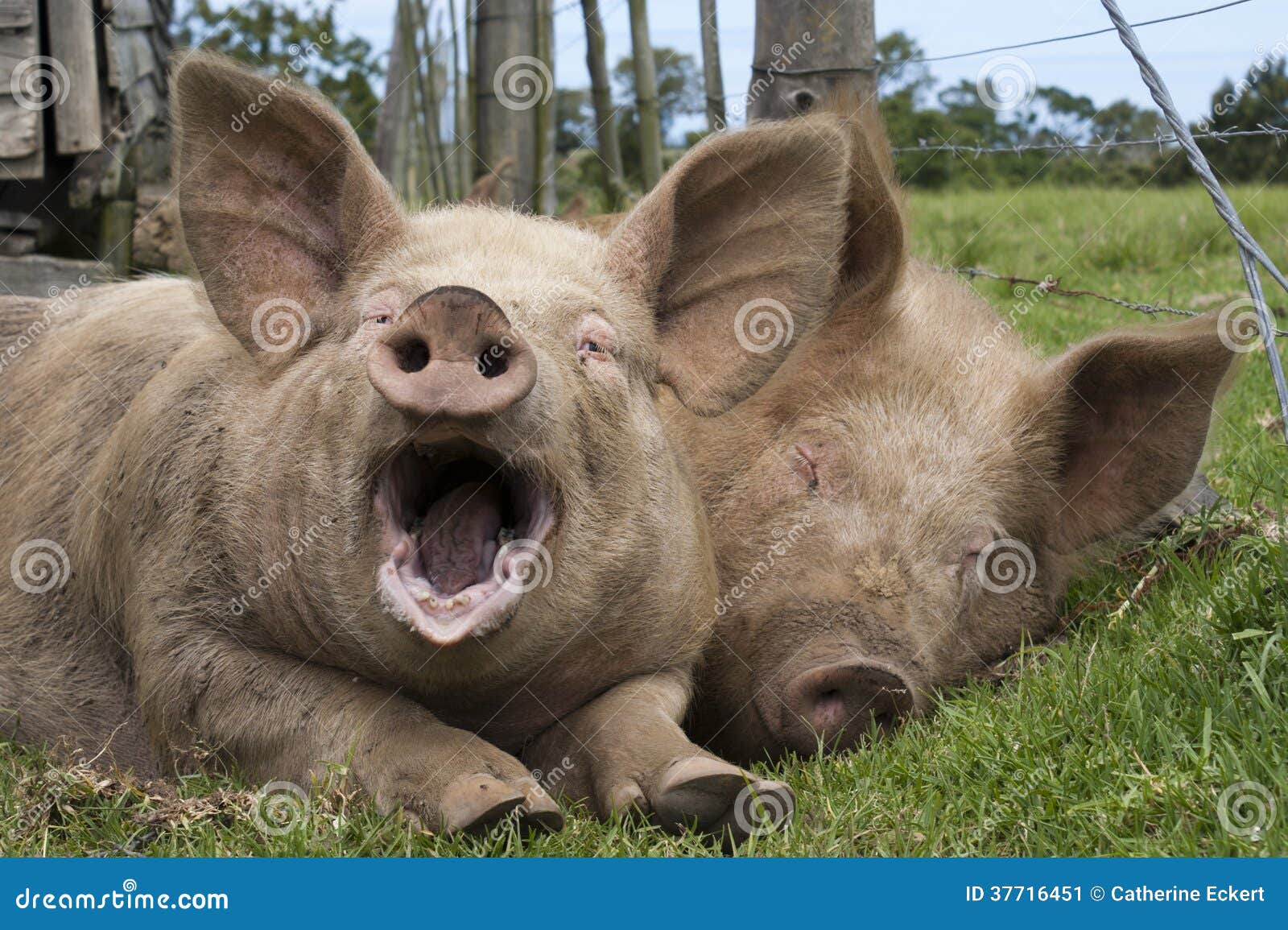 Lazy Pigs stock image. Image of fatigued, humor, boar - 37716451