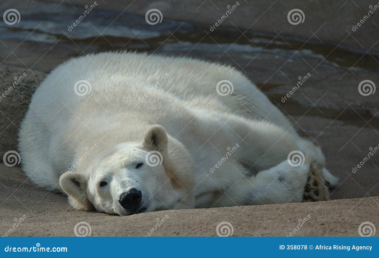 Lazy polar bear stock photo. Image of wild, bear, pole - 358078