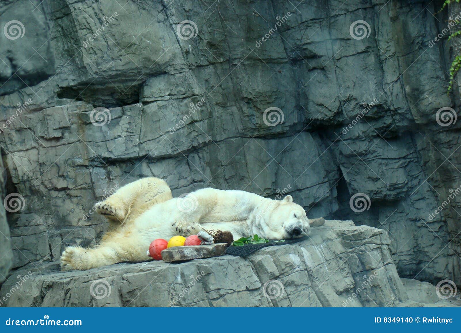 Lazy polar bear stock photo. Image of mammal, polar, lazy - 8349140