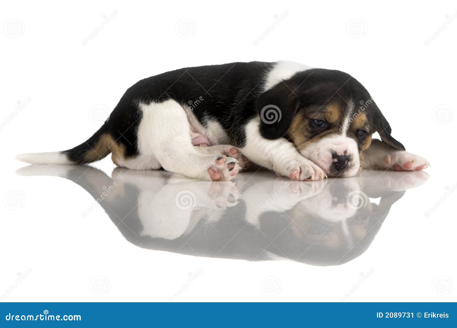 Lazy Puppy stock image. Image of pets, isolated, solitude - 2089731
