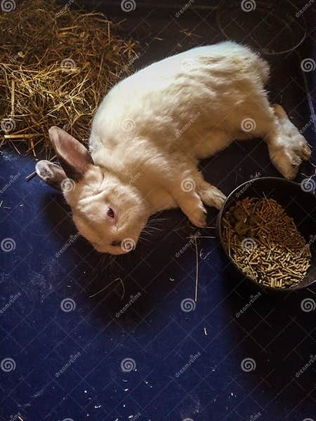 Lazy rabbit stock image. Image of rabbit, domestic, funny - 71383501