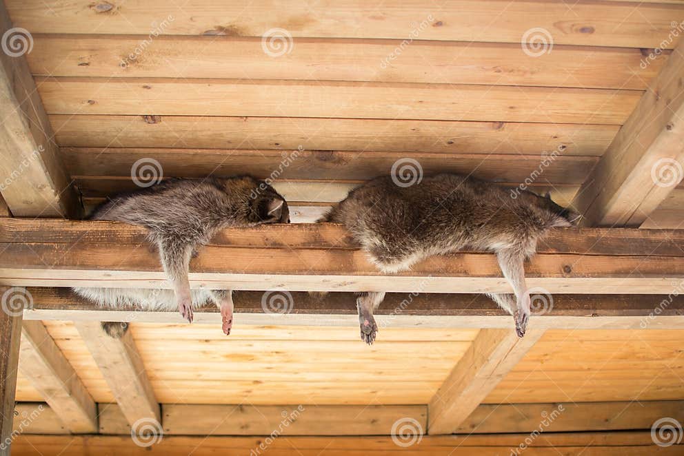 Lazy raccoons stock image. Image of racoons, racoon, lazy - 74179977