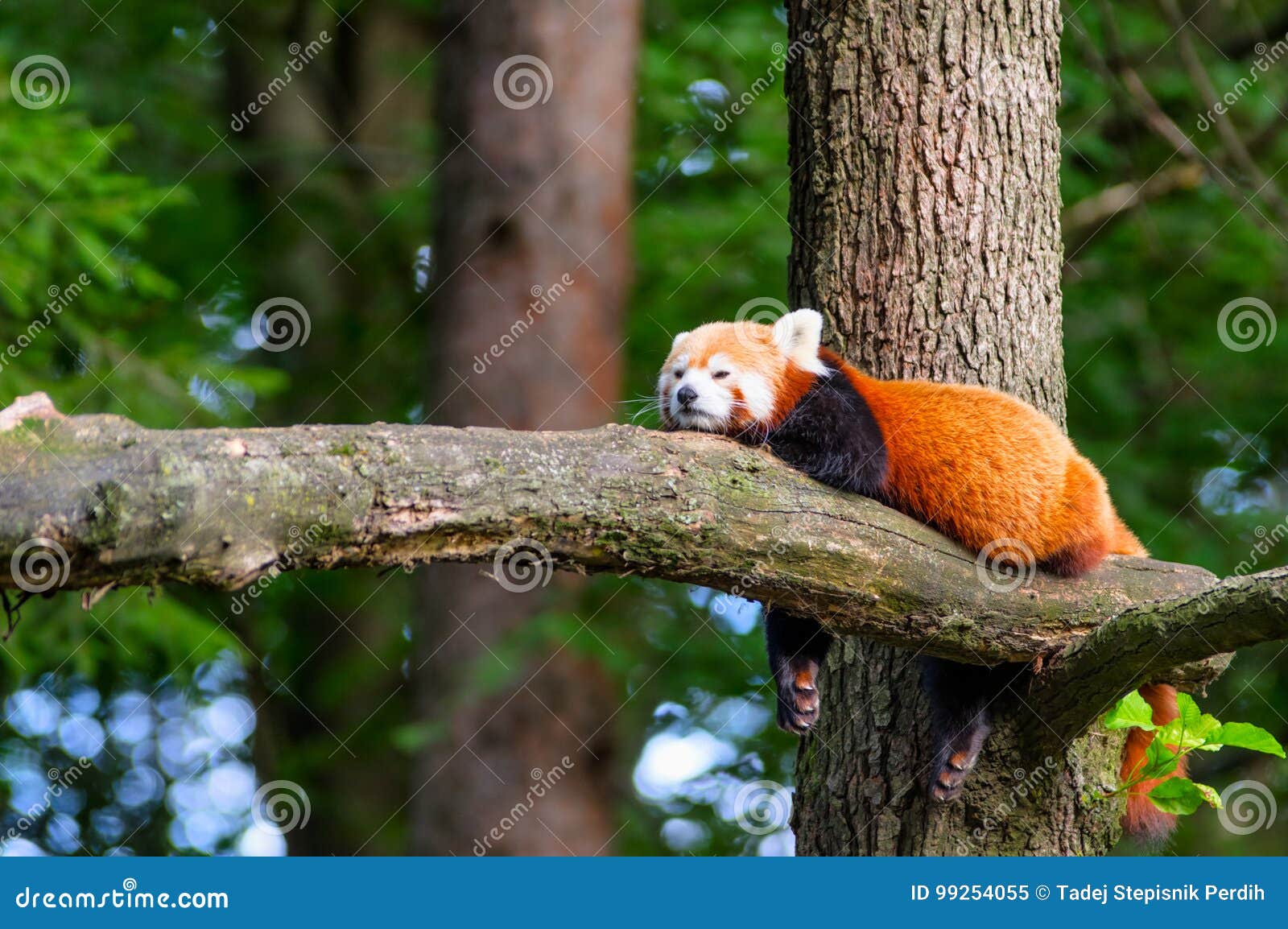 Lazy Red Panda Bear in Tree Stock Image - Image of asia, sleepy: 99254055