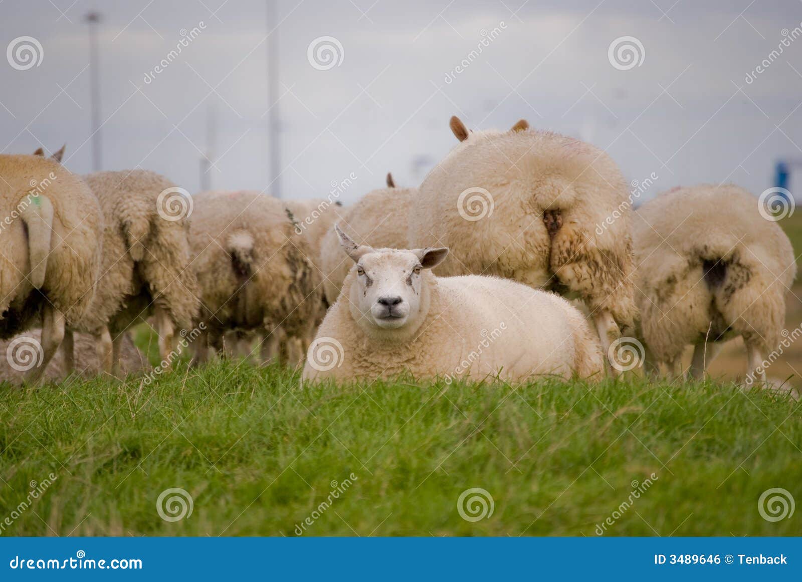 Lazy Sheep Left Behind Picture. Image: 3489646