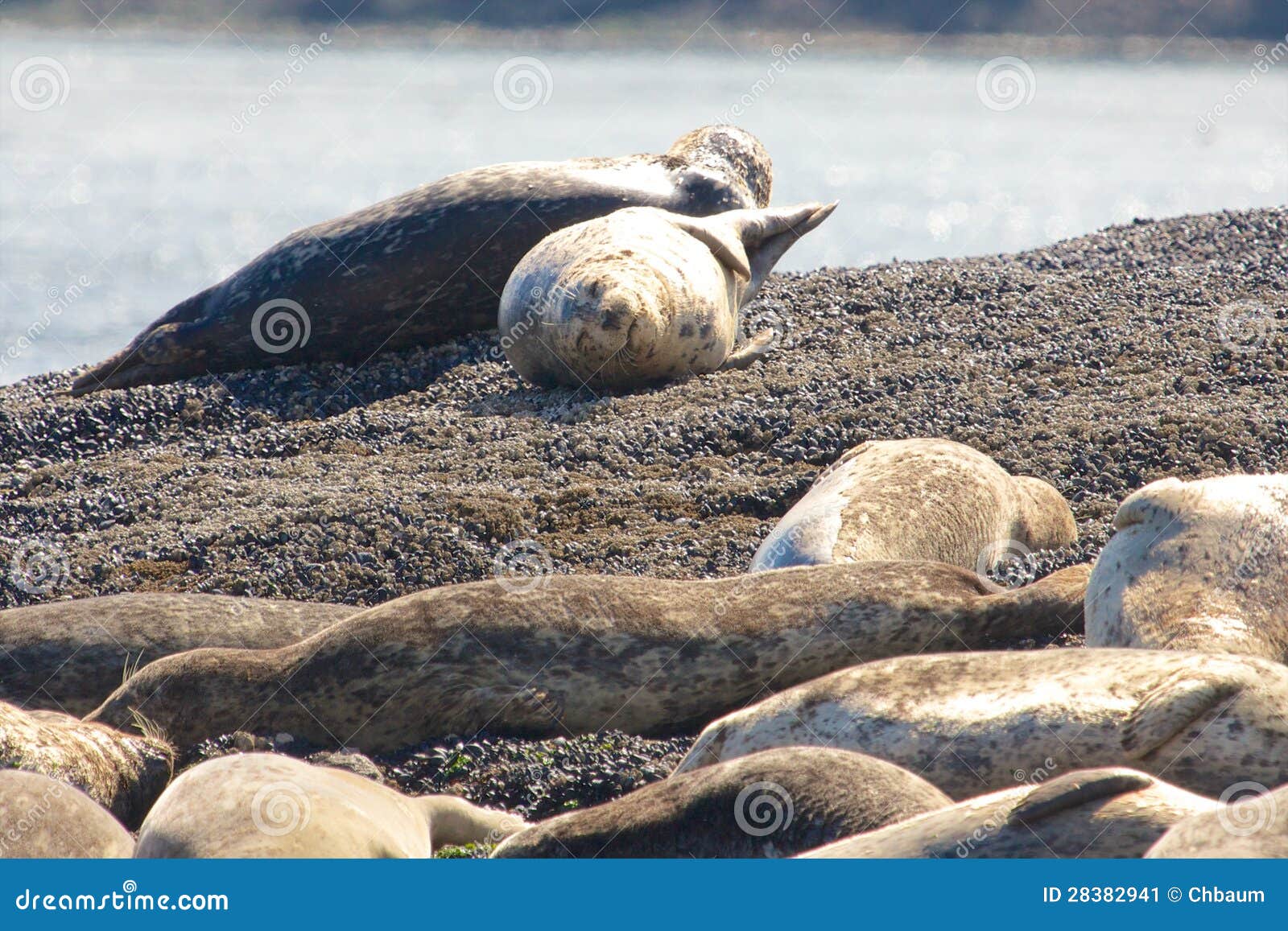 Lazy on the side stock image. Image of snout, animal - 28382941