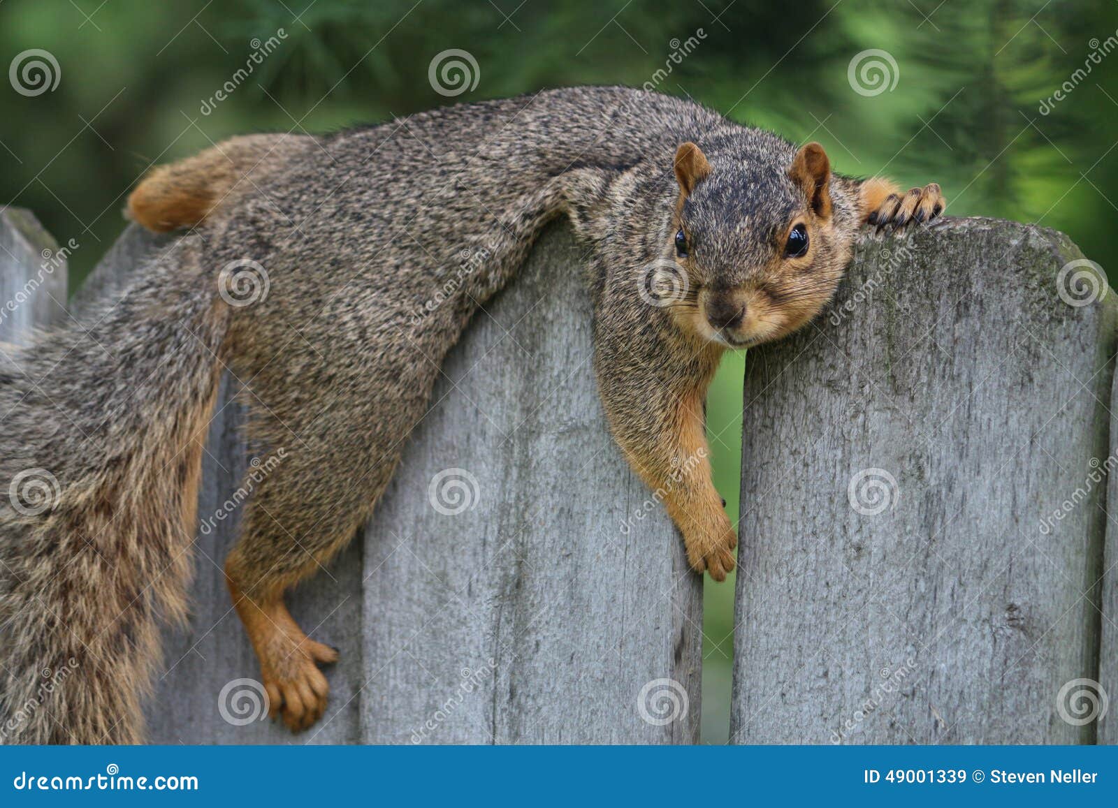Lazy squirrel stock image. Image of sleeping, napping - 49001339