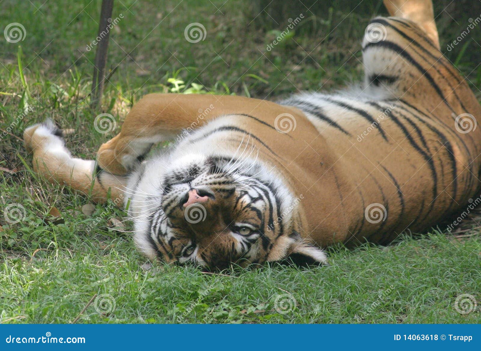 Lazy tiger stock photo. Image of india, tiger, felidae - 14063618