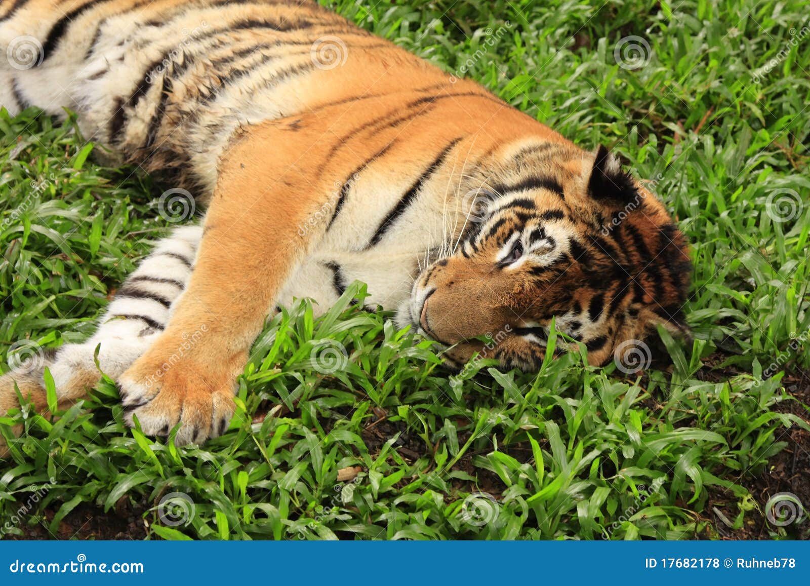 Lazy Tiger stock photo. Image of beast, tiger, wildlife - 17682178