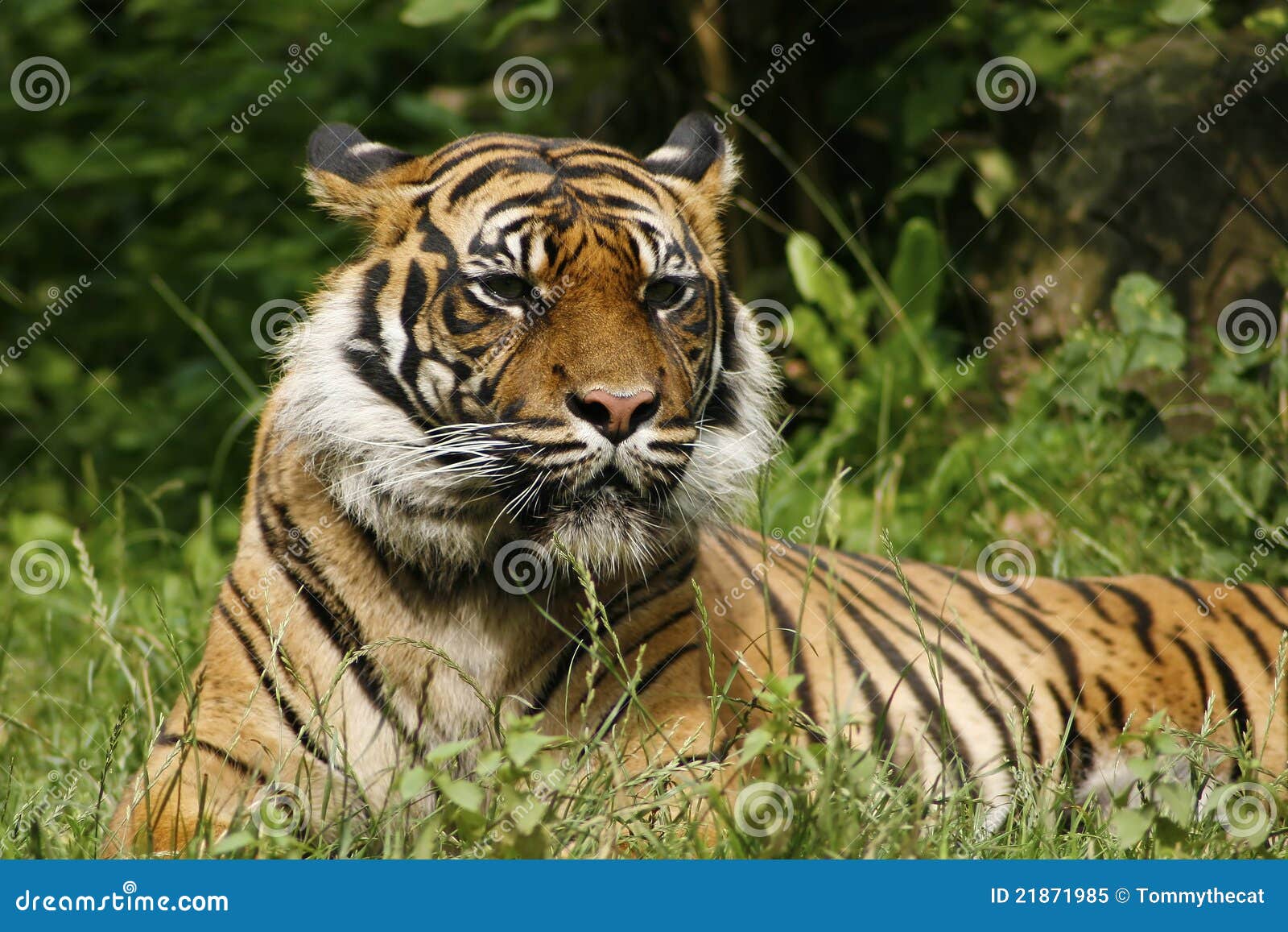 Lazy tiger stock image. Image of head, orange, look, wildlife - 21871985