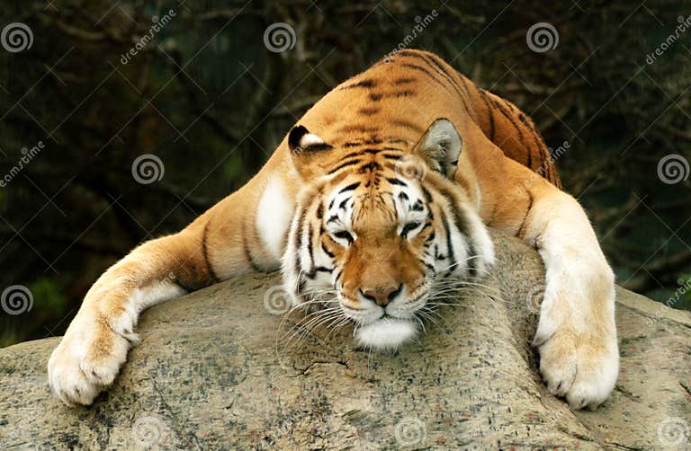 Lazy Tiger stock image. Image of orange, feline, bengal - 973675