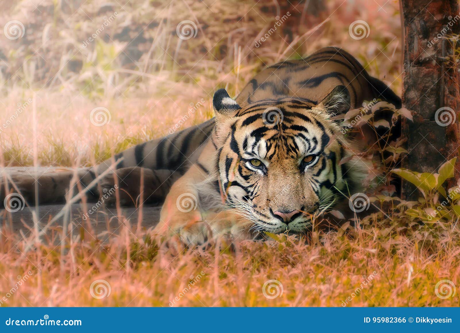 Lazy tiger stock photo. Image of dangerous, tiger, animals - 95982366