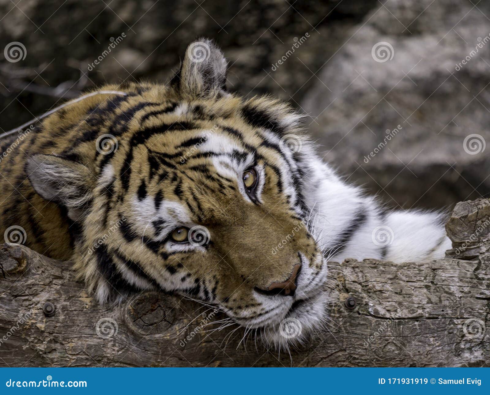 Lazy Tiger stock image. Image of stripes, camera, tiger - 171931919